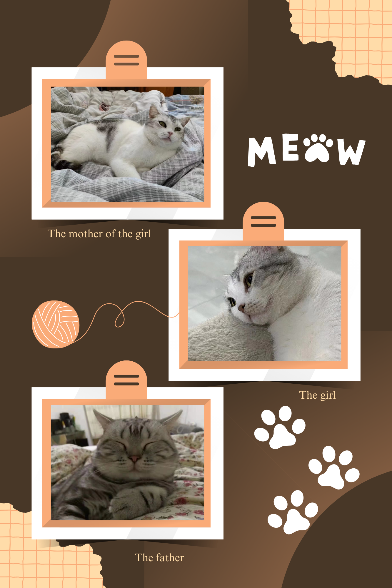 Do cats have facial expressions? - Here are some different aspects ...