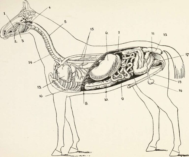 Digestion in Horses 101: What Makes a Horse's Gut Different? | Science Snap